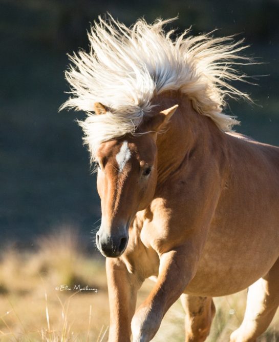 Australian Haflinger Breeding and Sports Association
