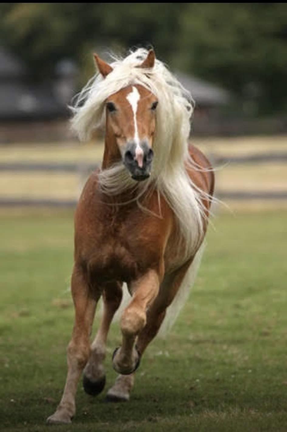 Haflinger Breeding: Search for New Genetics Uncovers Leading Haflinger ...